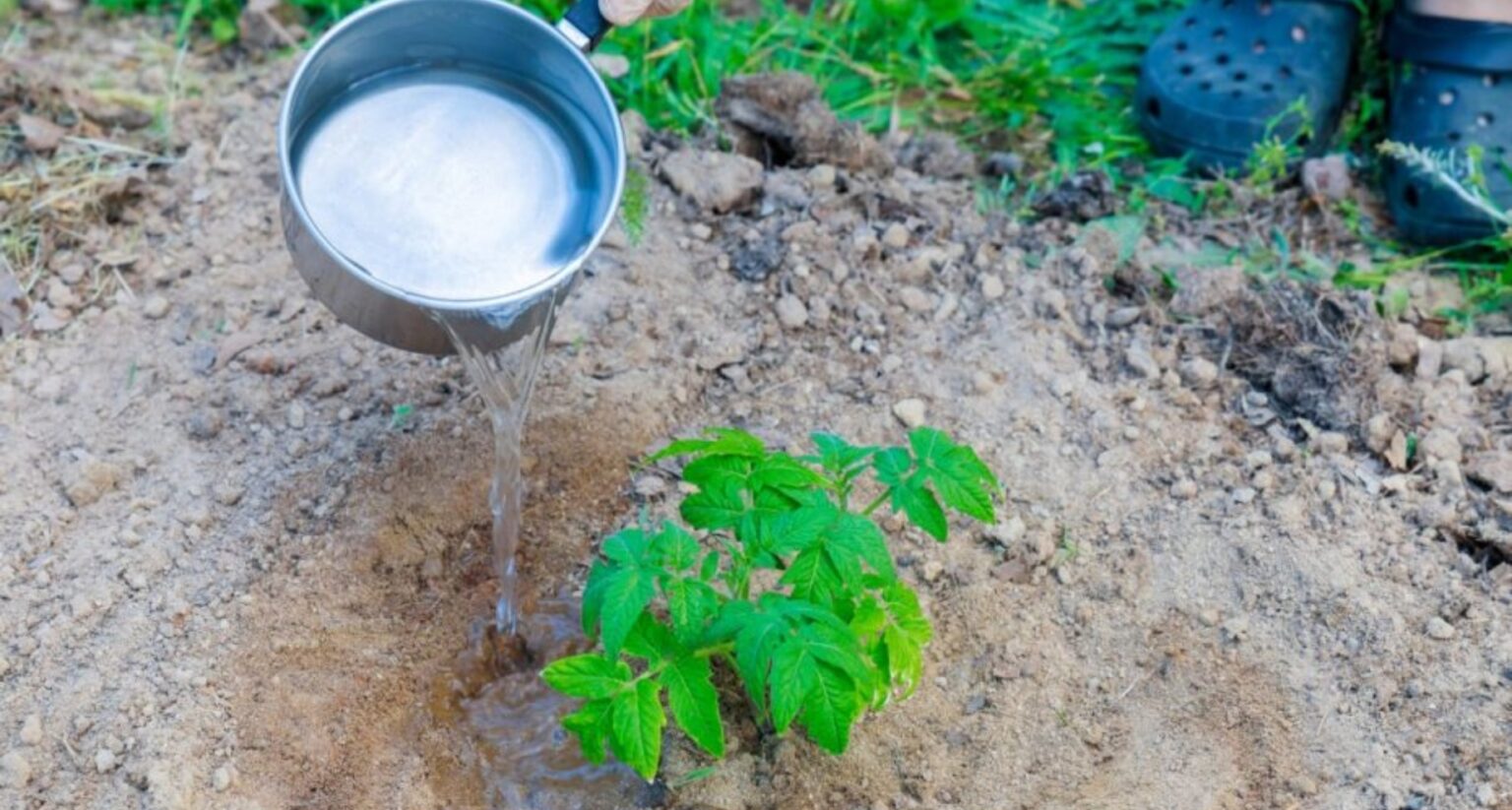 Rajčata jako z katalogu? Namíchejte tuto zázračnou výživu a vaše keře ...